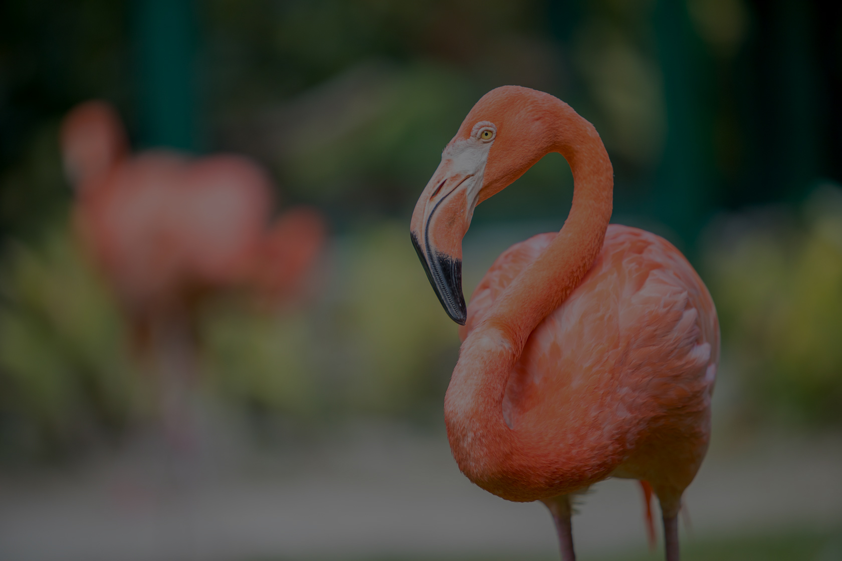 NHI Bahamas – National Health Insurance Authority